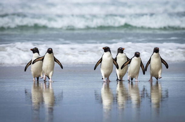 Les 8 espèces de Manchots de l'Antarctique